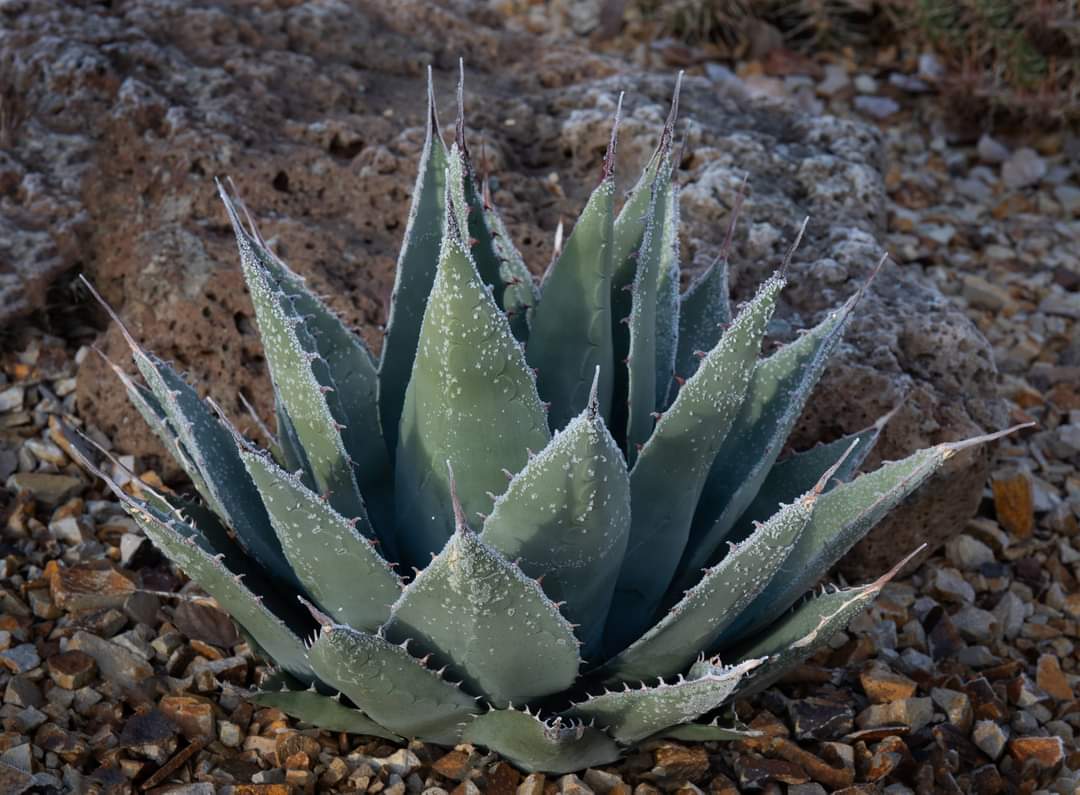 Smith Rock Cactus Company – Cold Hardy Cactus for zones 4-7